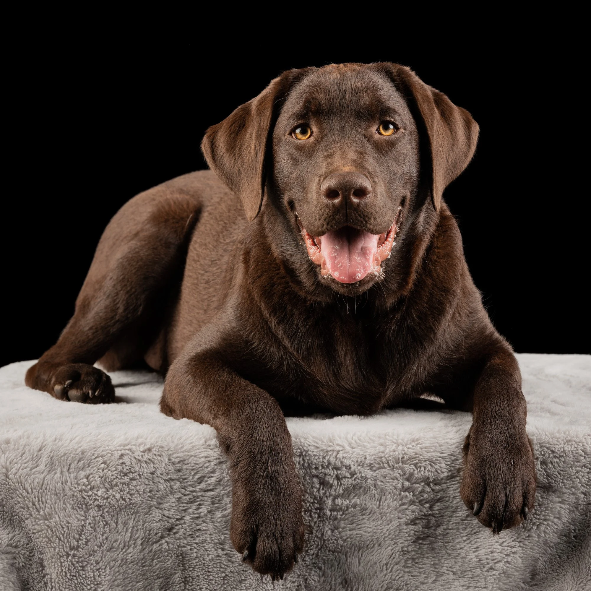 Fitness & Bodybuilding Photography | Dog Shoot with Ranger — Mark ...