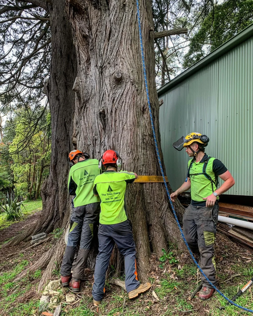 About — The Tree Fairy Arborist