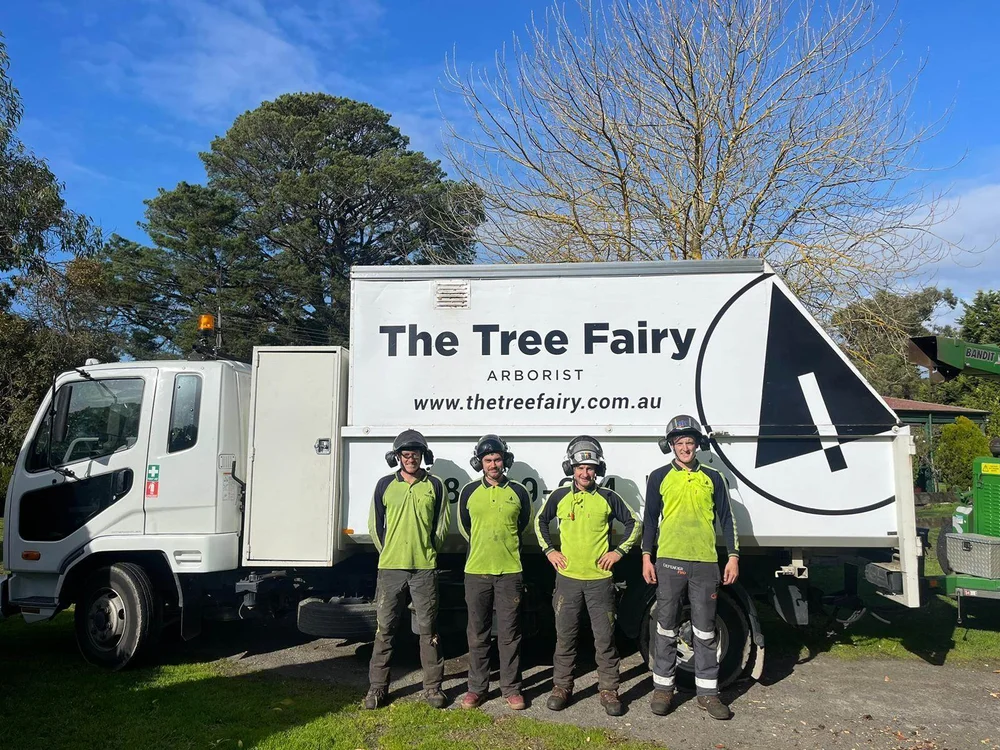 About — The Tree Fairy Arborist