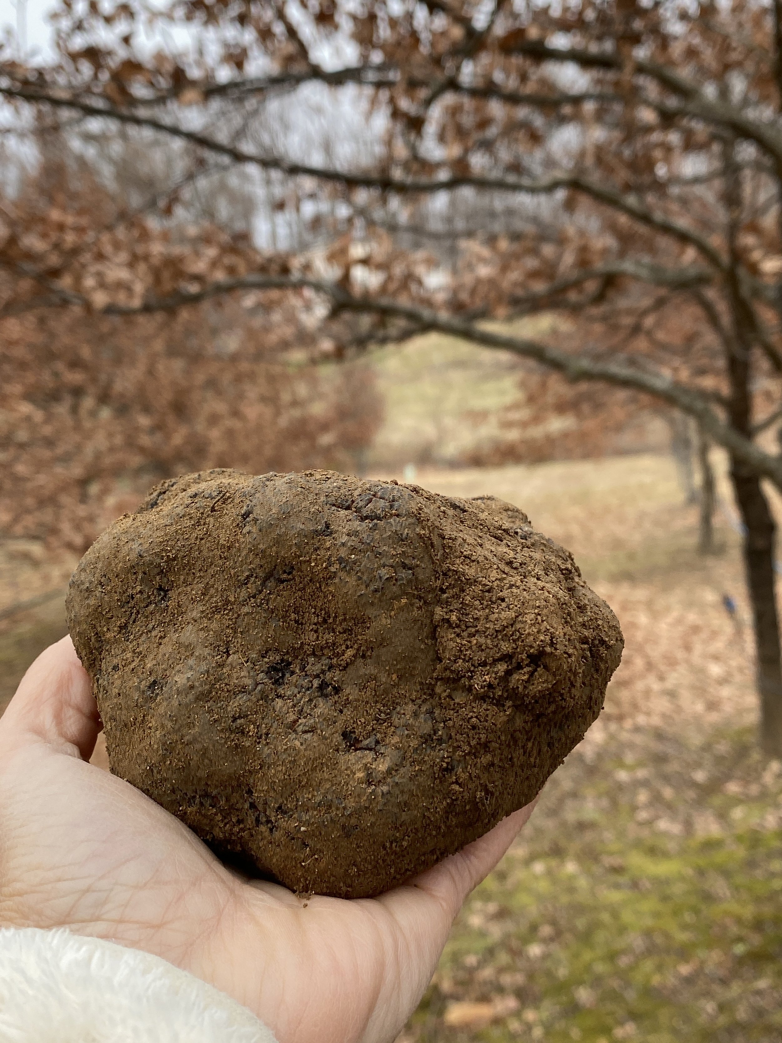 Truffle hunting in Virginia? YES. — Michelle Damiani