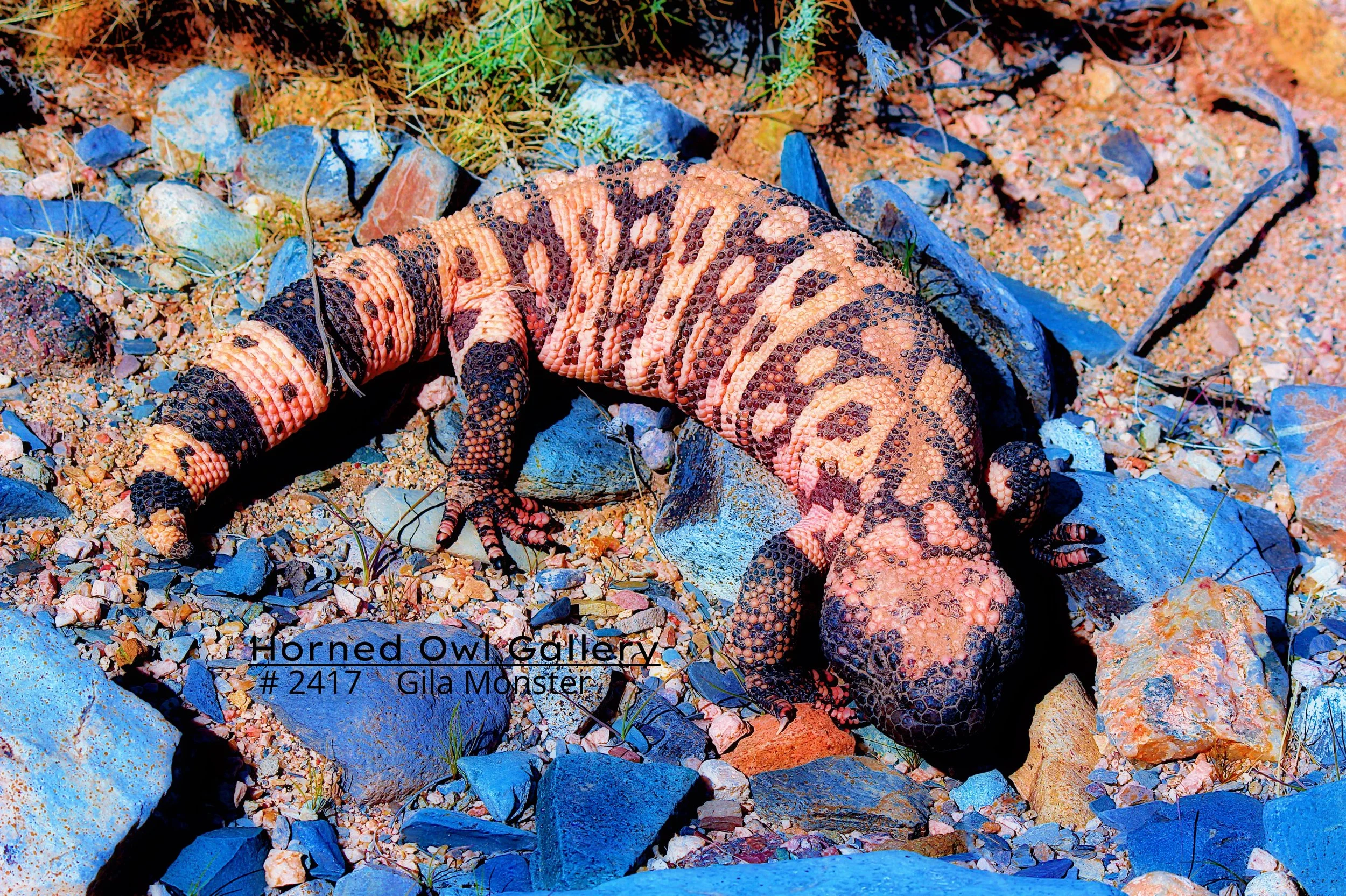 # 2417 Gila Monster — Horned Owl Gallery