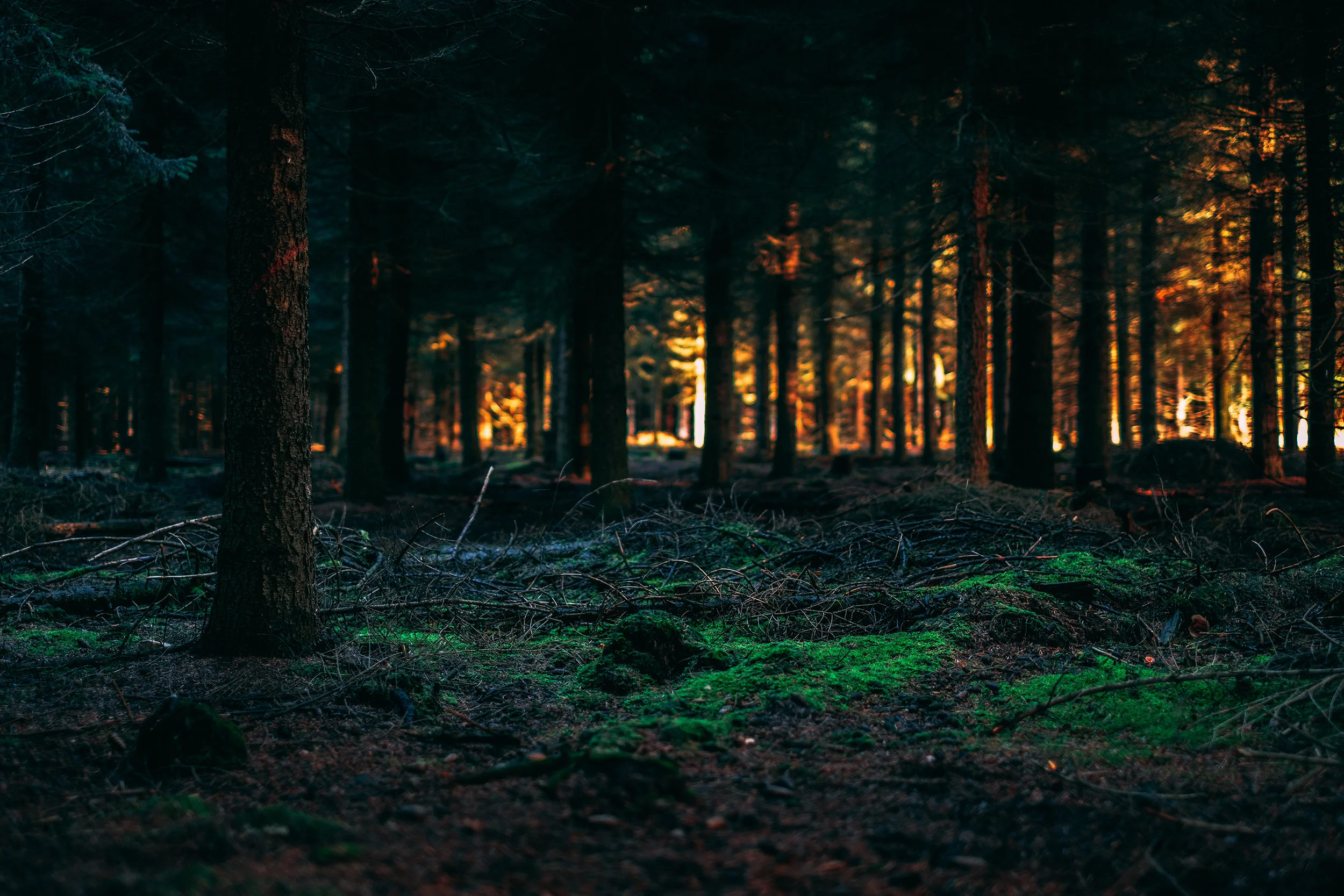 Brachter Wald - Family hiking trails — ROBERT DOELEMAN