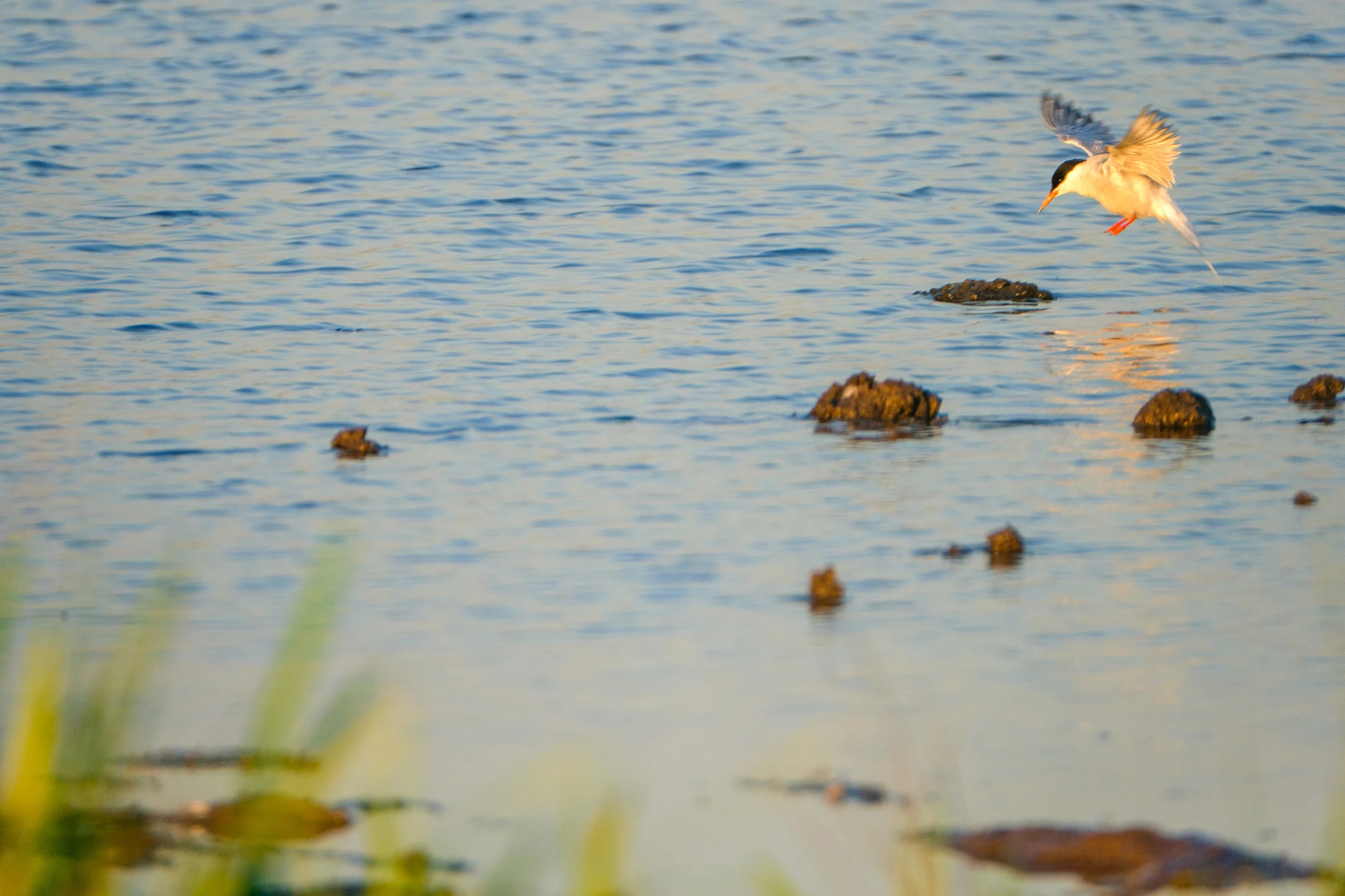 Nature is everywhere, just go out! — ROBERT DOELEMAN