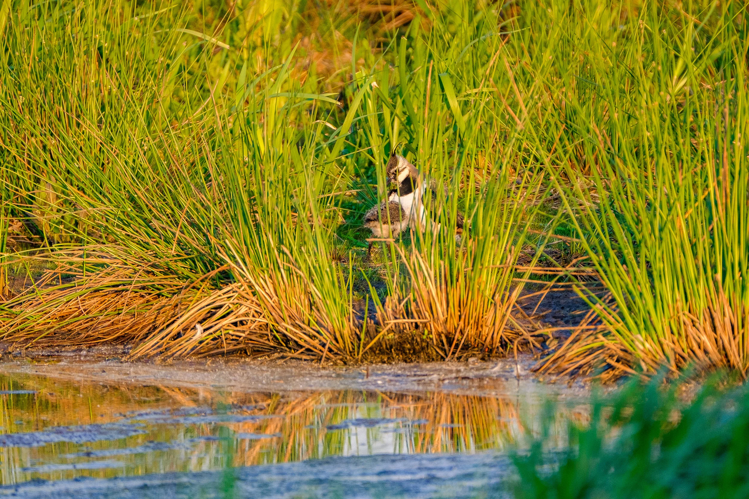 Nature is everywhere, just go out! — ROBERT DOELEMAN
