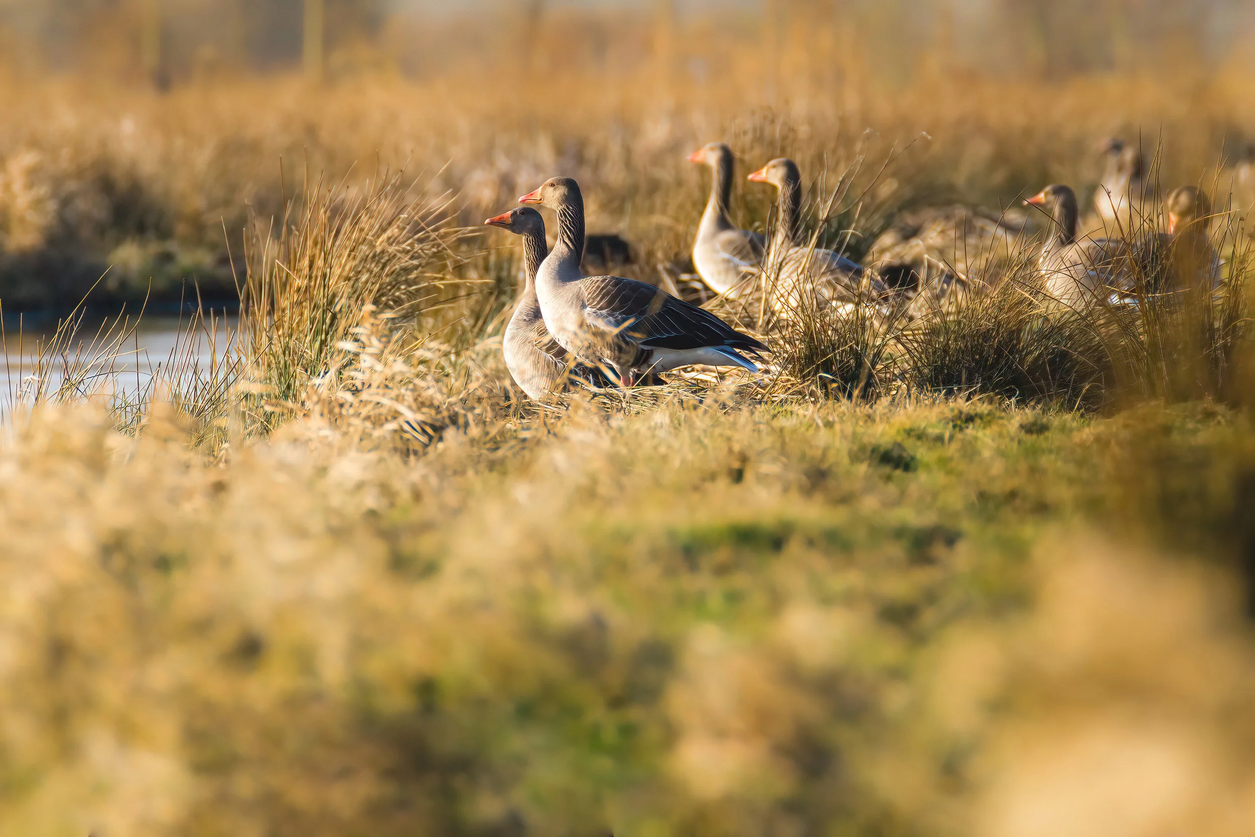 Golden light, common birds in the area with the X-T3 and 100-400mm ...