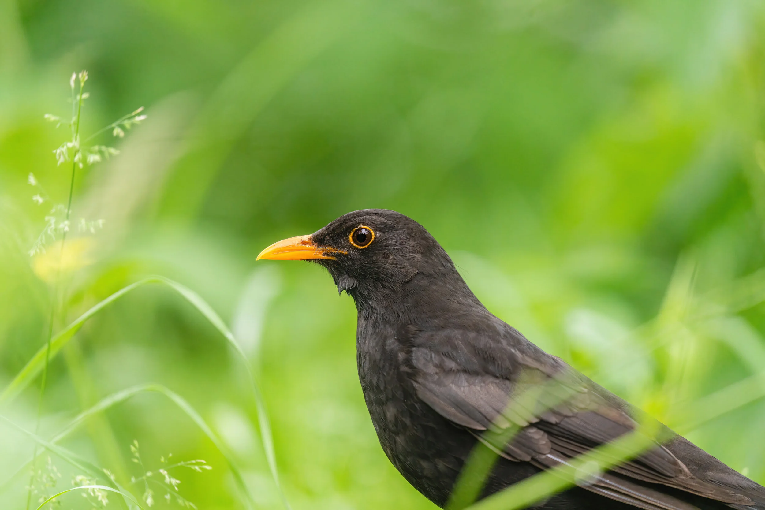 Photo hide, birding in Kalmthout with the Sony A7riv and 200-600mm ...