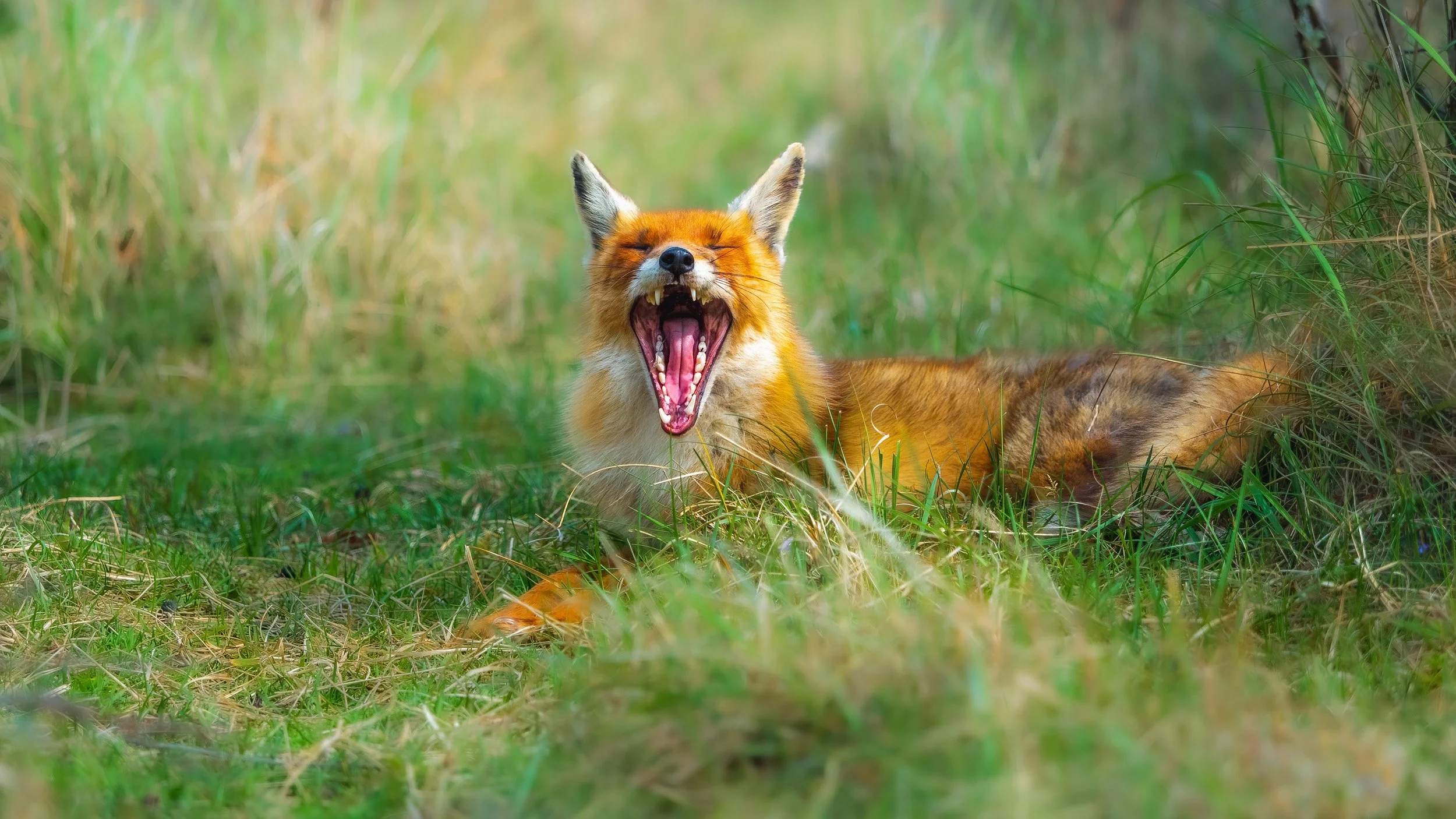 Revisit a close encounter with a fox — ROBERT DOELEMAN