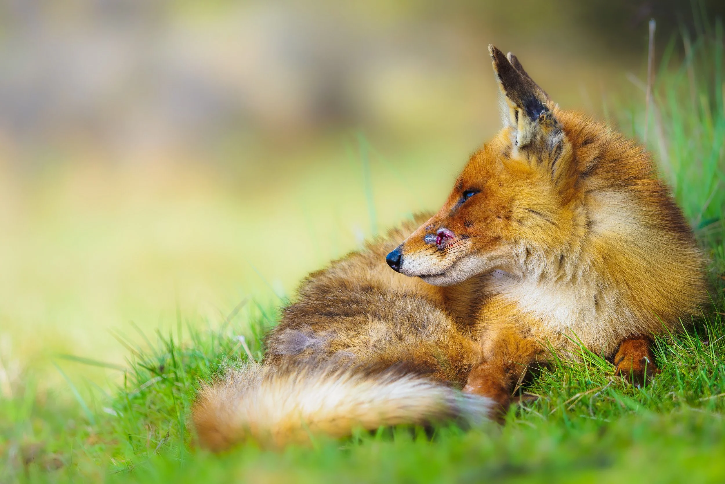 Revisit a close encounter with a fox — ROBERT DOELEMAN