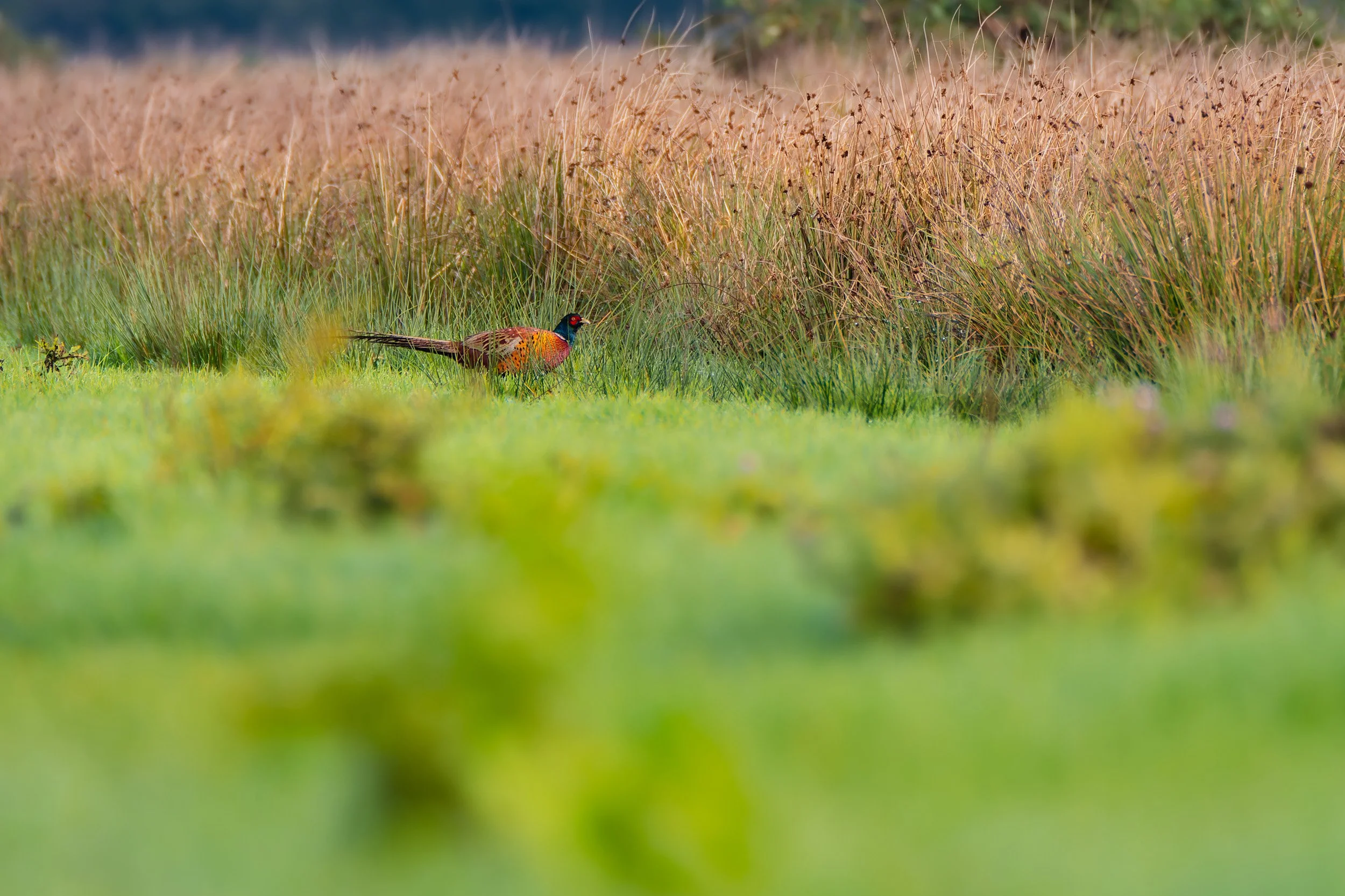 Birds in the neighbourhood a quick stroll through the meadows with the ...