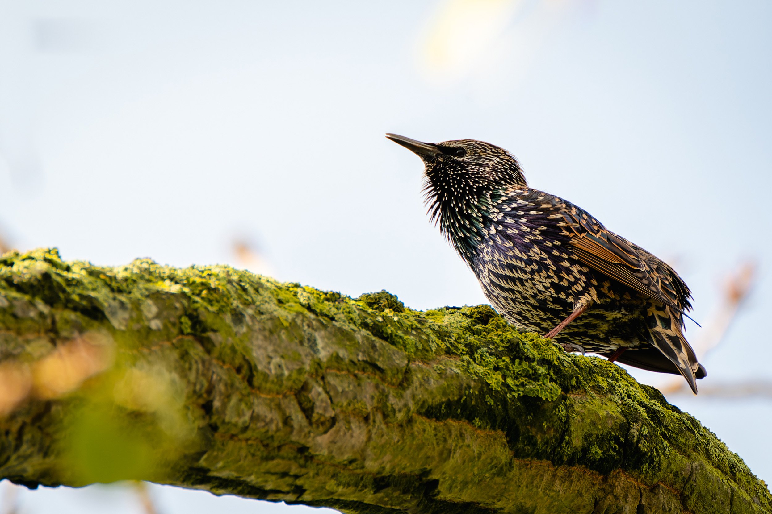 Birds in the neighbourhood a quick stroll through the meadows with the ...