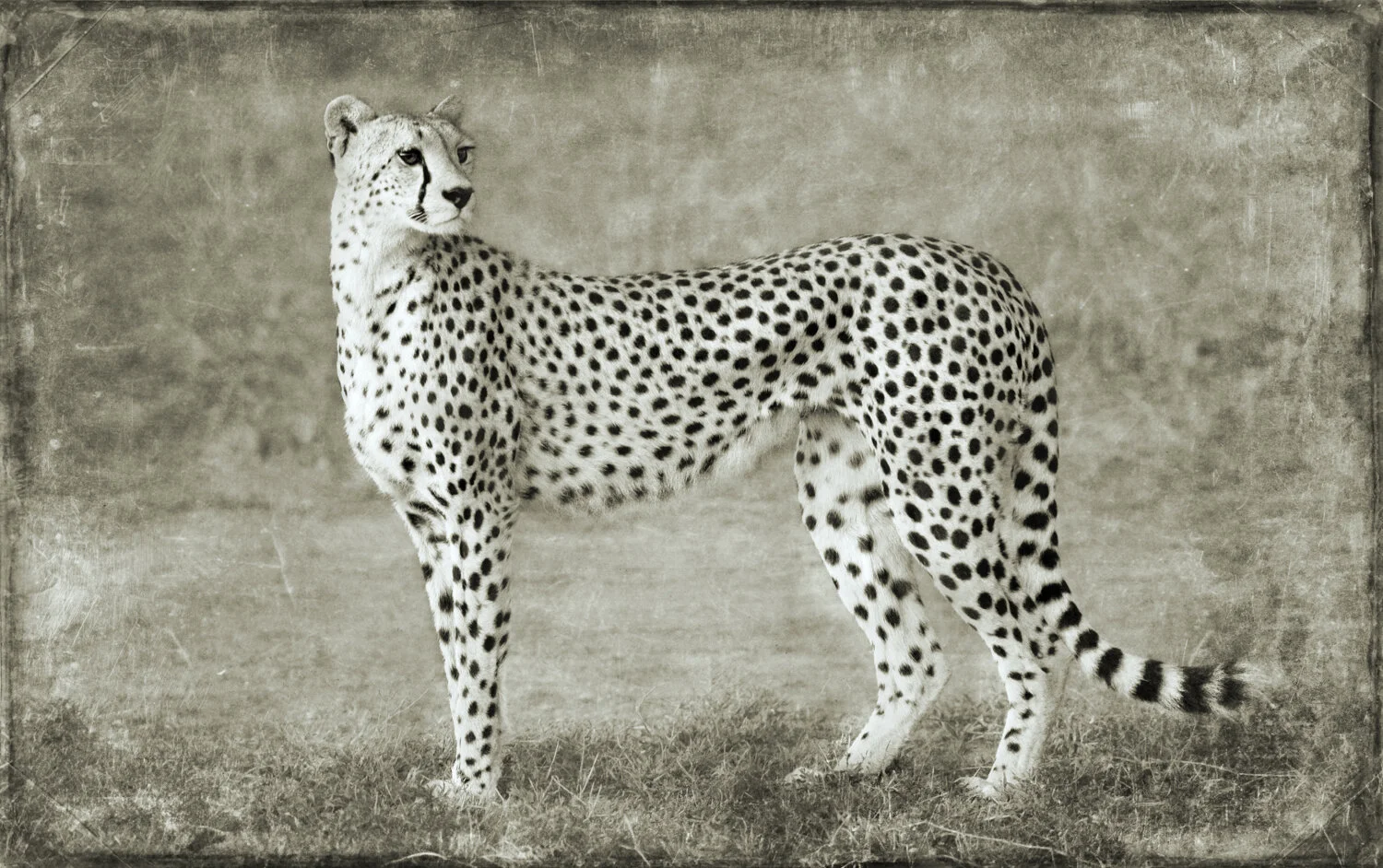 Black And White Photography Cheetah