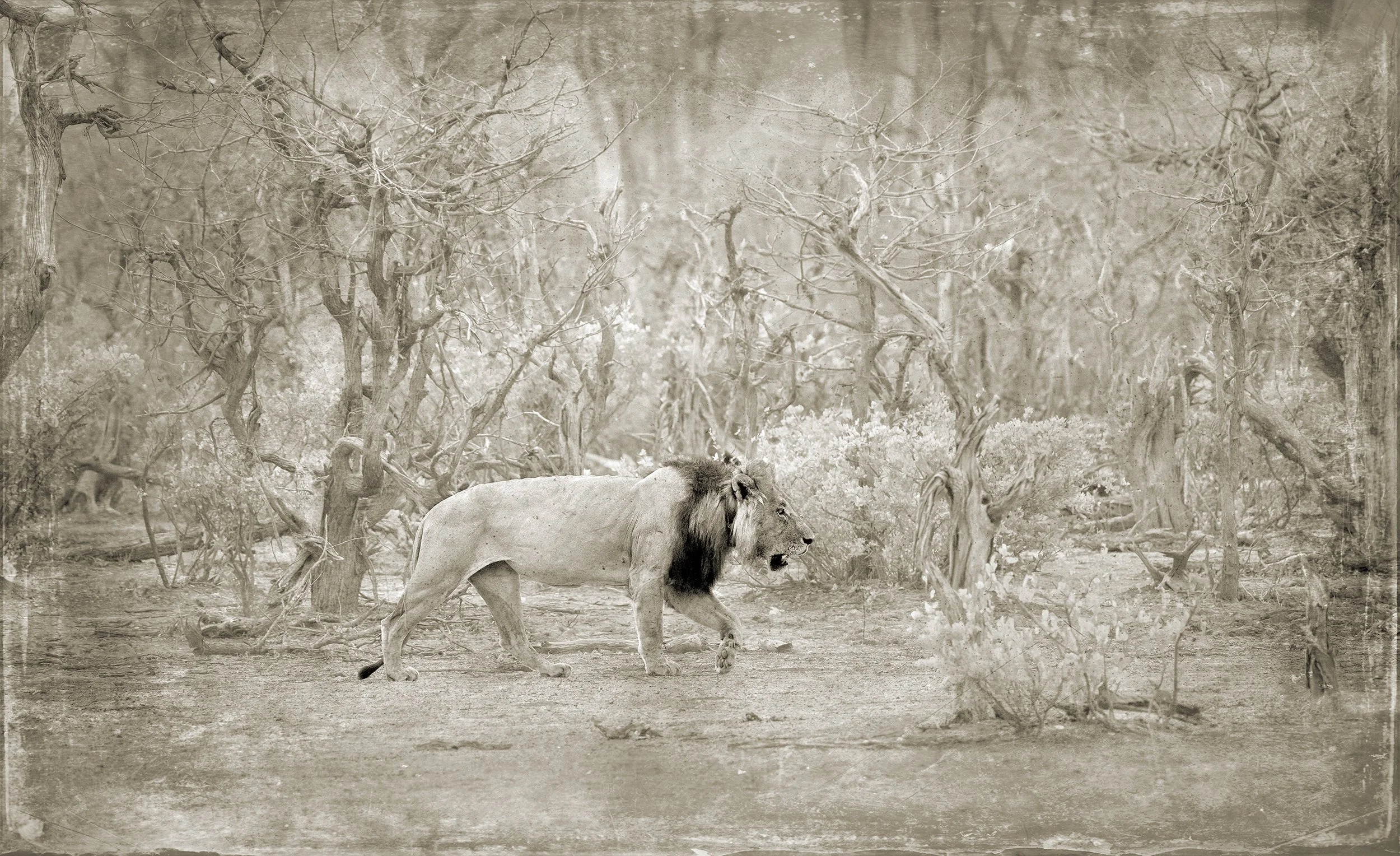 Male Lions Walking