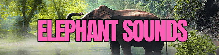 Elephant sounds