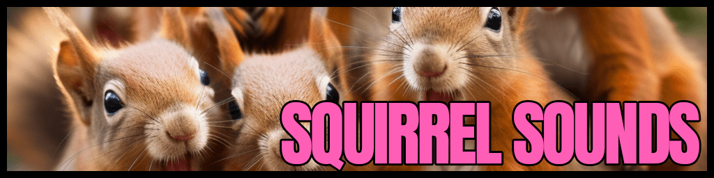 SQUIRREL SOUNDS