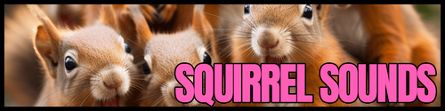 SQUIRREL SOUNDS