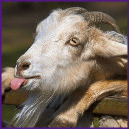 GOAT SOUNDS