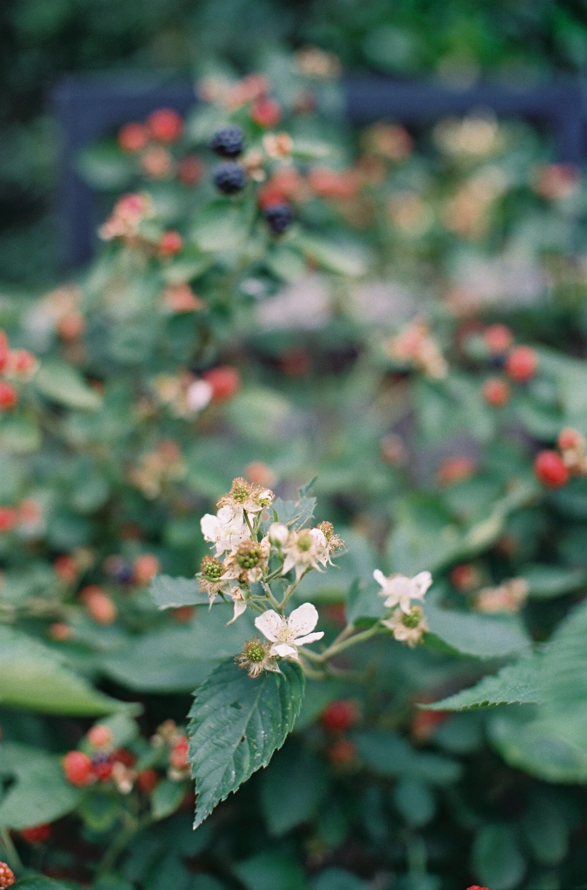 Tips to Grow Blackberries in Houston — Rooted Garden