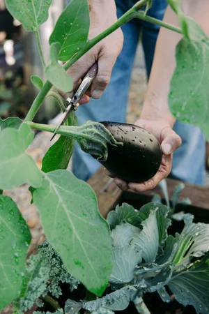 What to Plant in Your Houston Garden in March — Rooted Garden