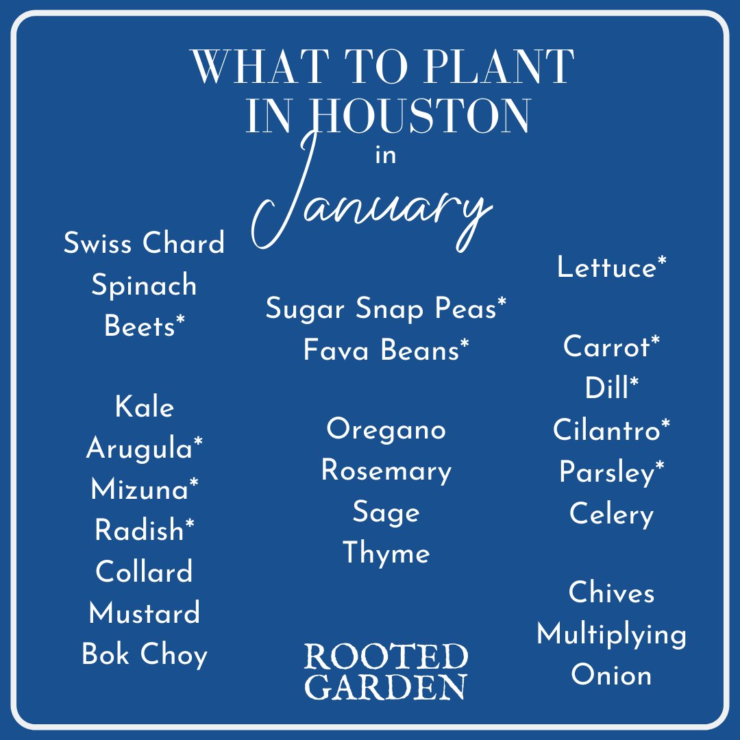 What to Plant in Houston in January — Rooted Garden