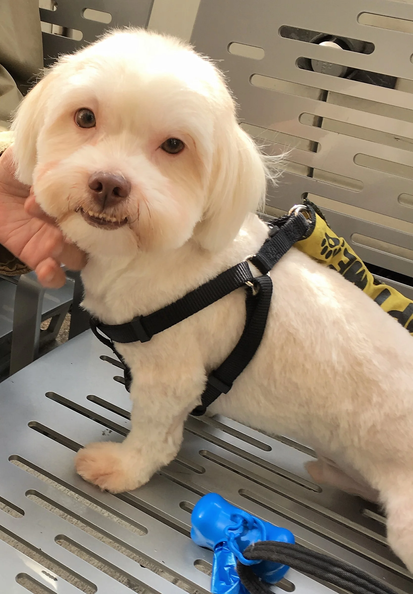 Woof Dog Rescue, Inc.