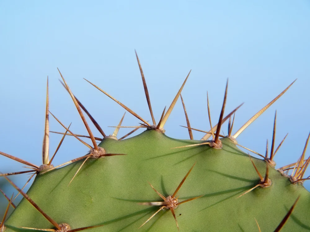 Las 7 maravillas del nopal — Bien Comer®