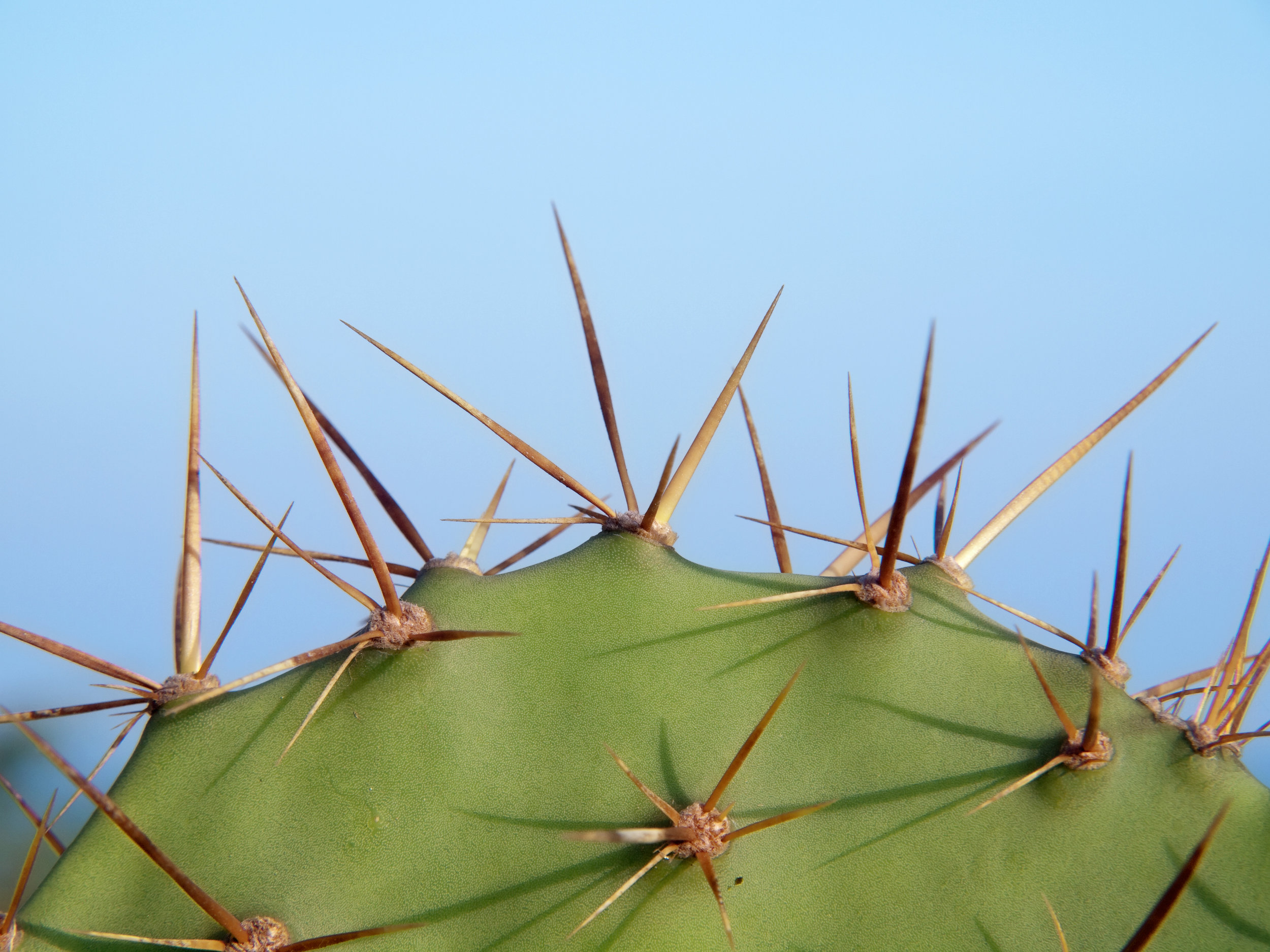 Las 7 maravillas del nopal — Fernanda Alvarado
