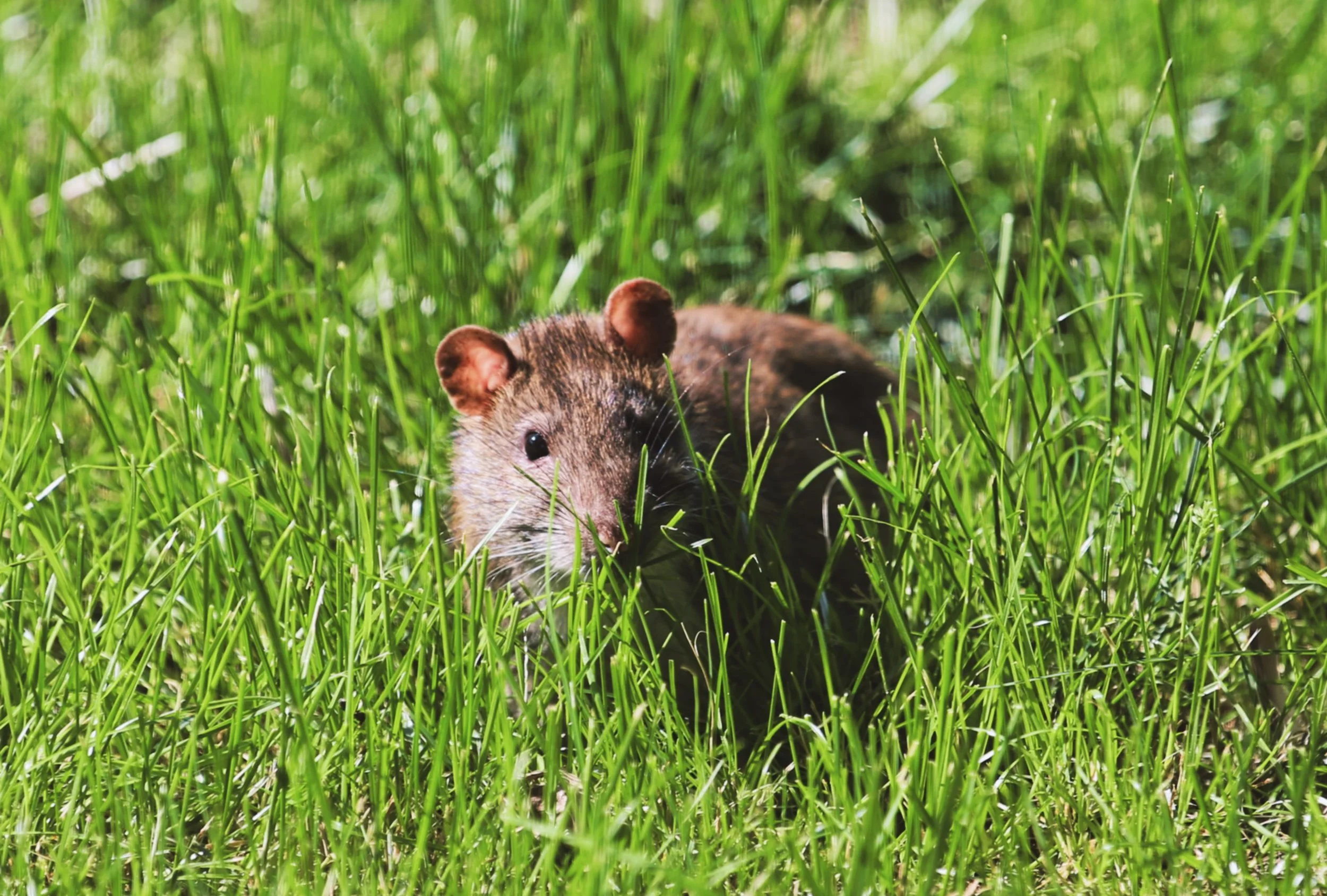 Common Rats | Southern California Rodent Control