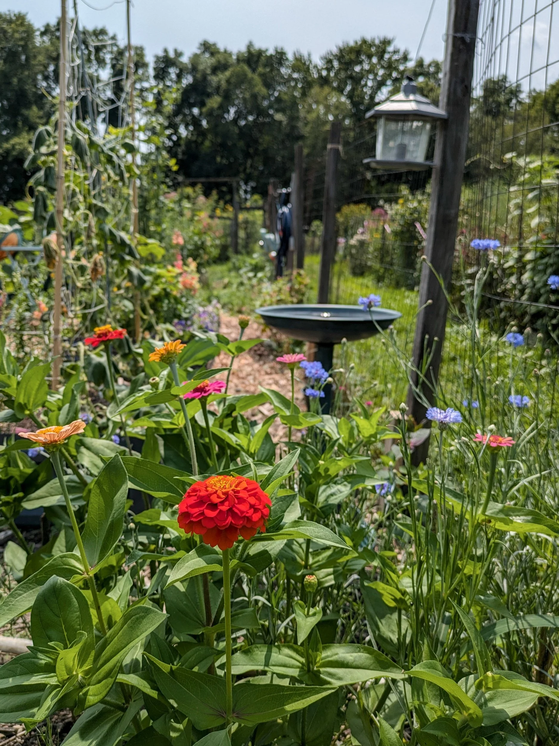 an unexpected gardening journey (+ 5 tips for a first-time gardener) — Lillian Liming