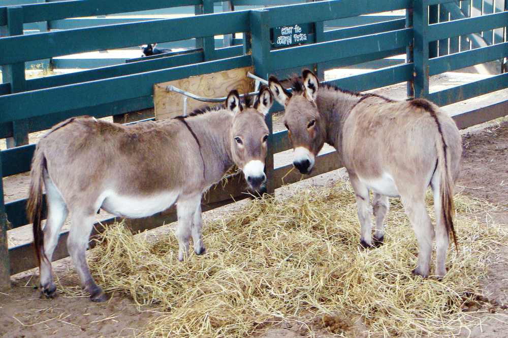 Lawton Stables