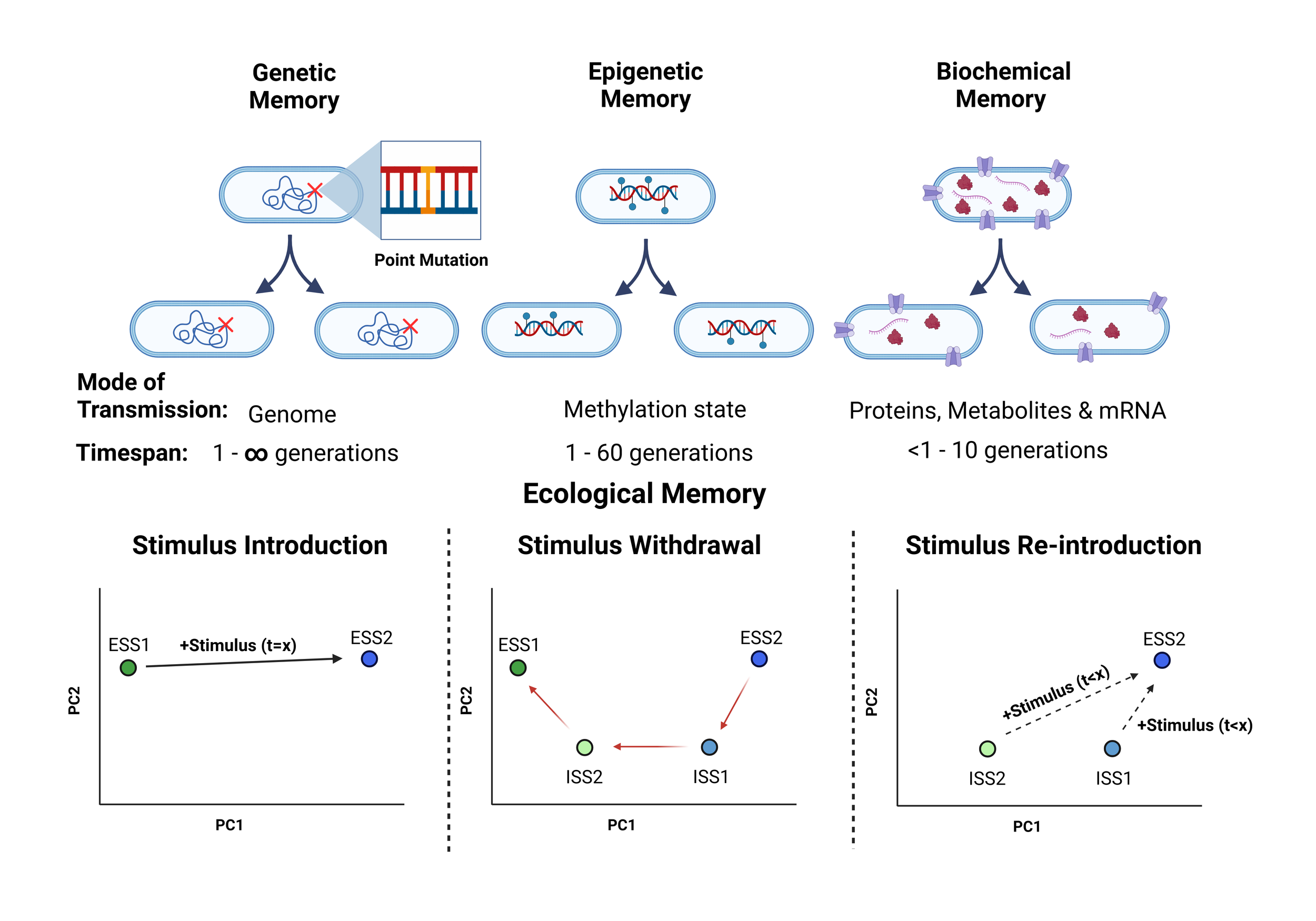 Do bacteria remember? From an E. coli perspective — ISAPP Students and ...