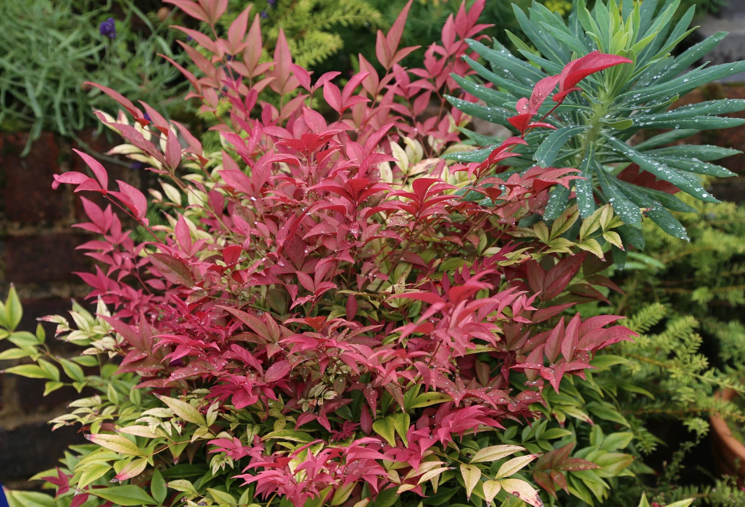 The best evergreen foliage shrubs for winter interest — Andy McIndoe