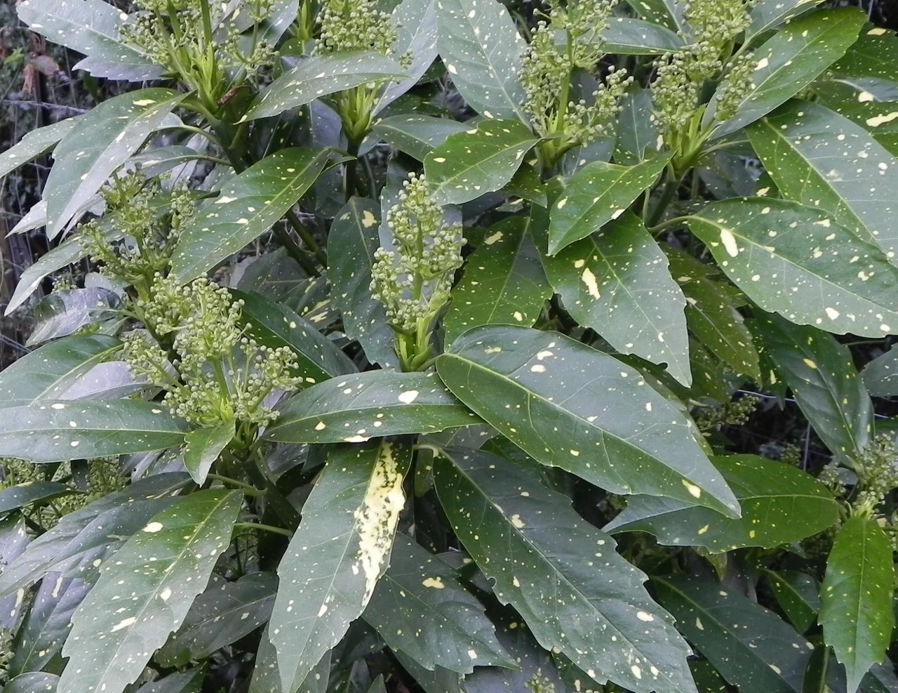 Adventures in Gardening - Blog — Andy McIndoe
