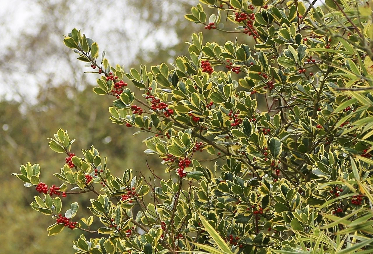 The best evergreen foliage shrubs for winter interest — Andy McIndoe