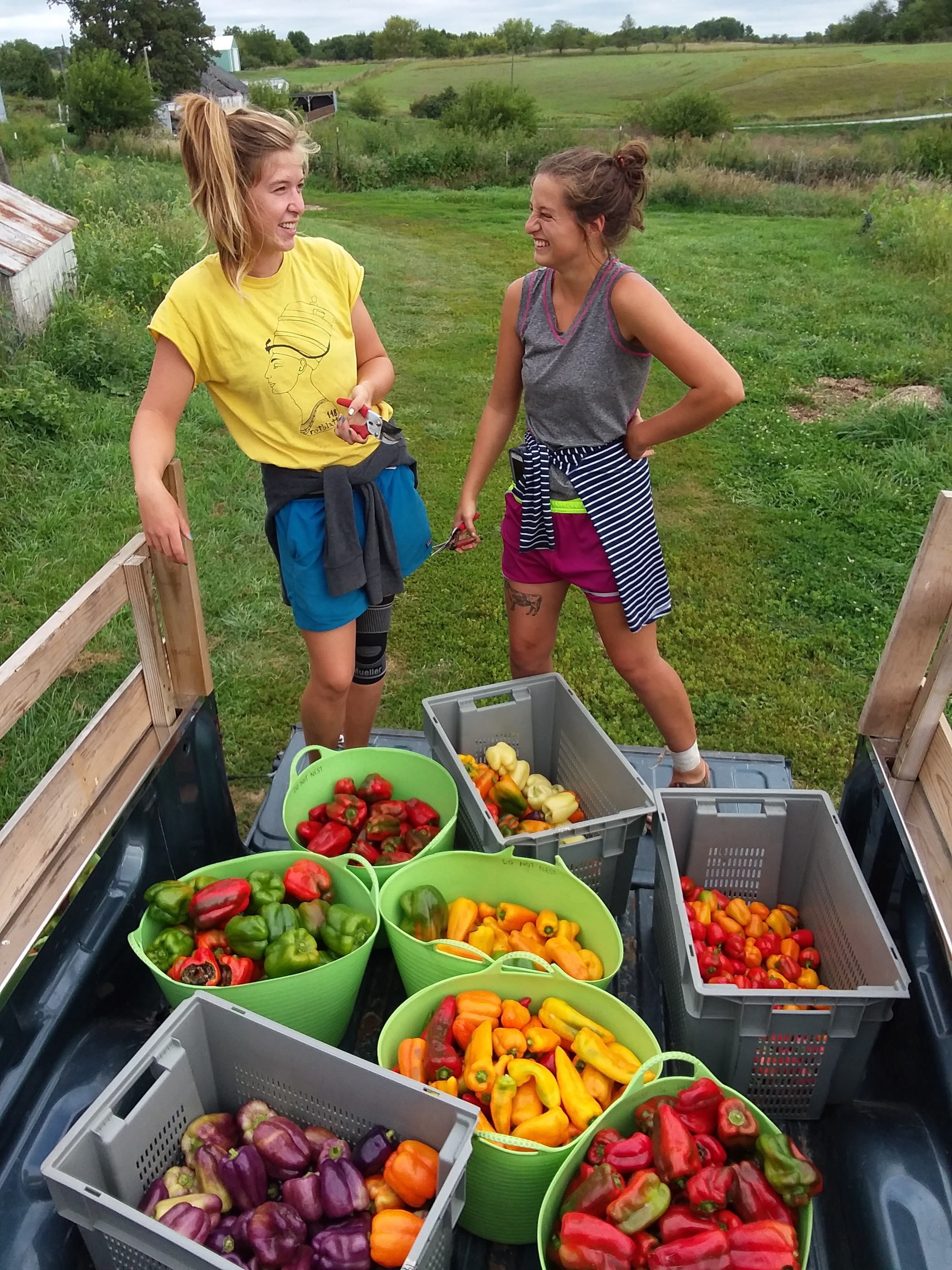 Harvest Calendar — Sundog Farm & Local Harvest CSA