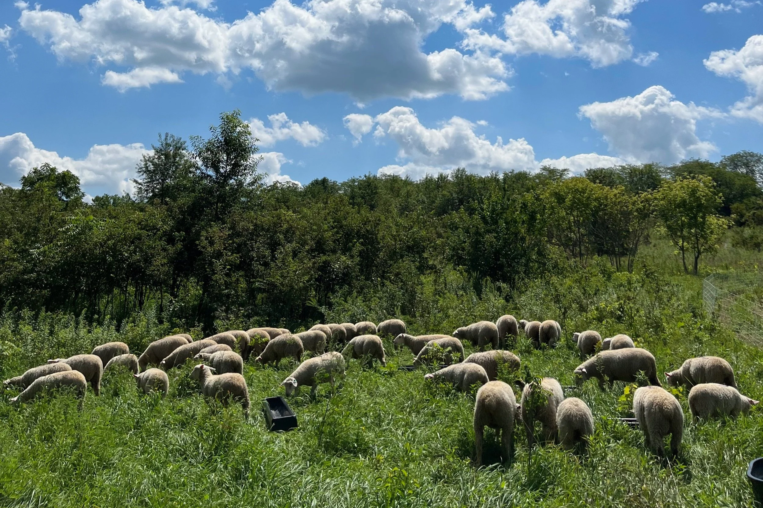 Lamb — Sundog Farm & Local Harvest CSA