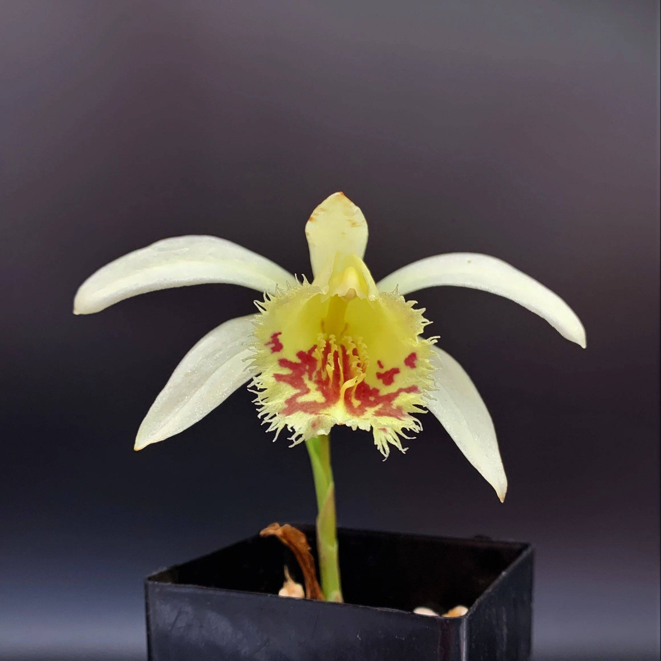 Peacock Orchid — Kusamono Gardens