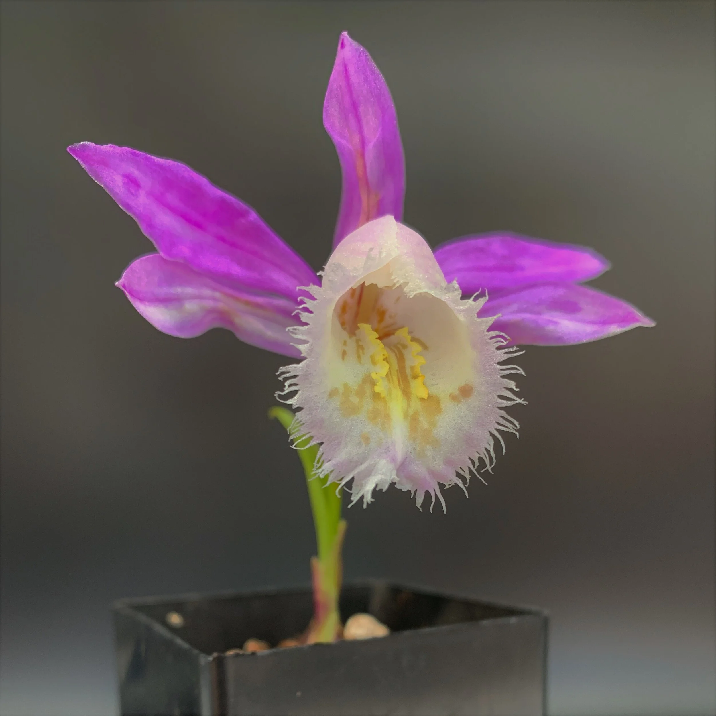 Peacock Orchid — Kusamono Gardens