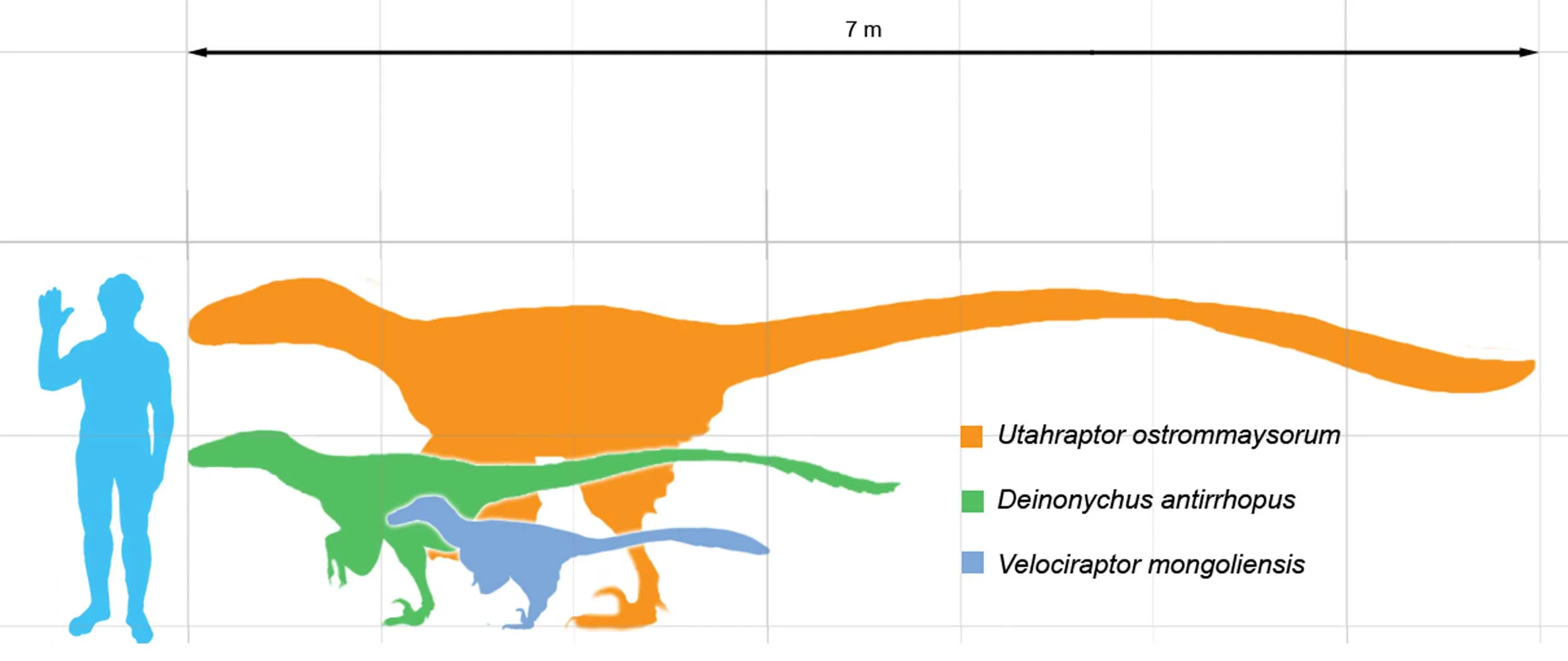 Velociraptor Size Chart