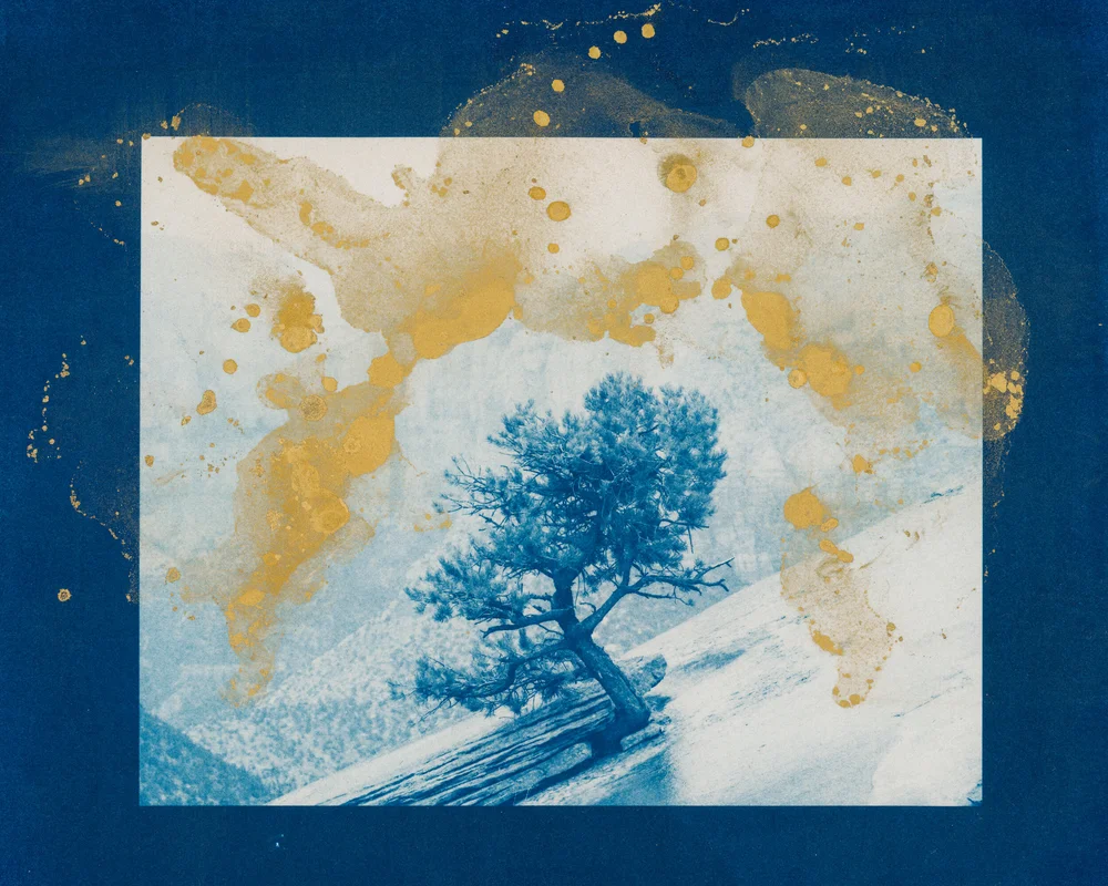 cyanotype — Megan L Crawford
