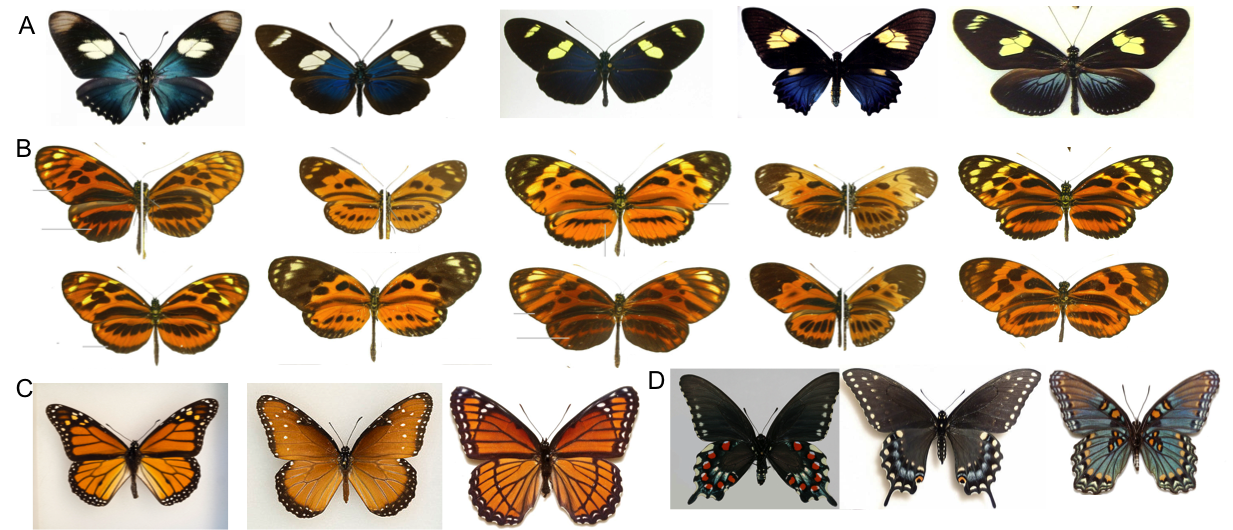 Research — Brett M. Seymoure