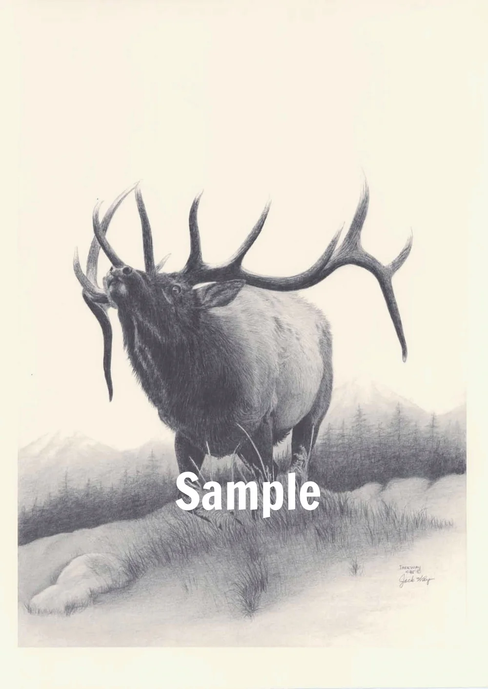 Bull Elk Drawing