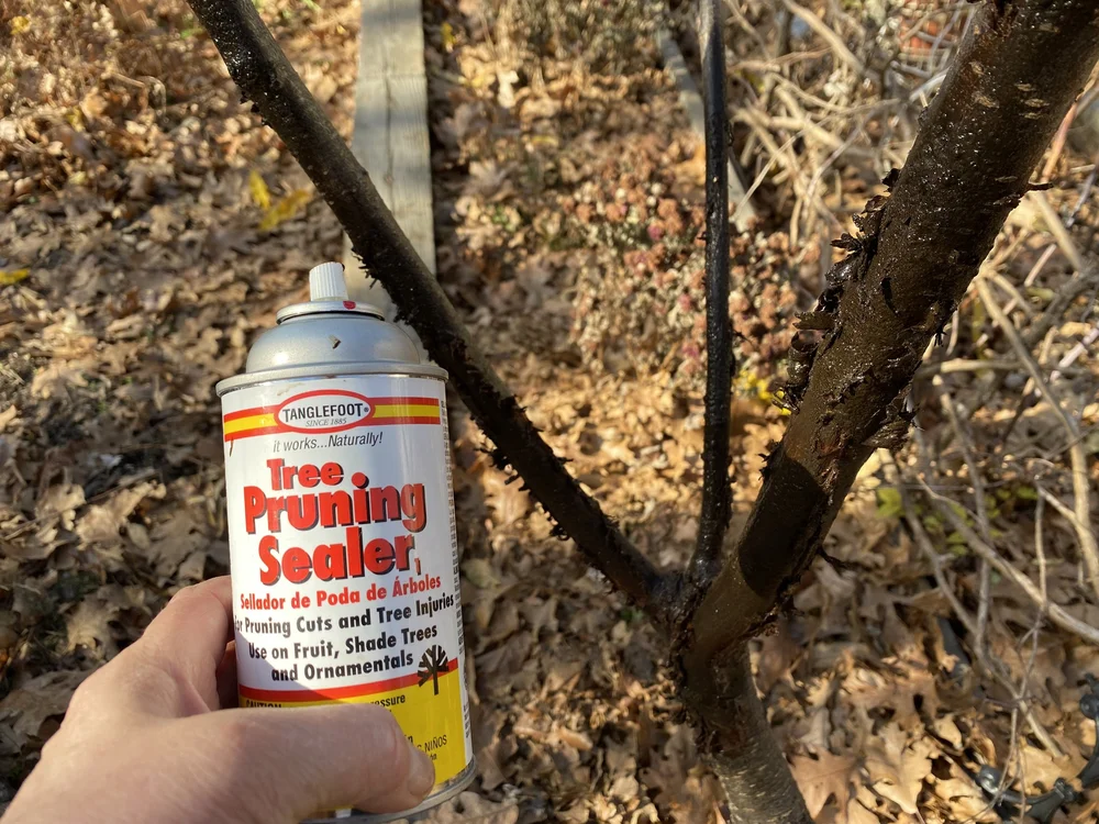 Treating Tree Wounds — Gardening Charlotte