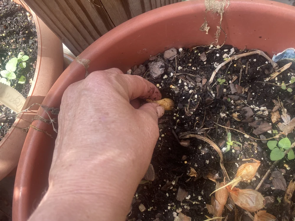 Planting Onions — Gardening Charlotte