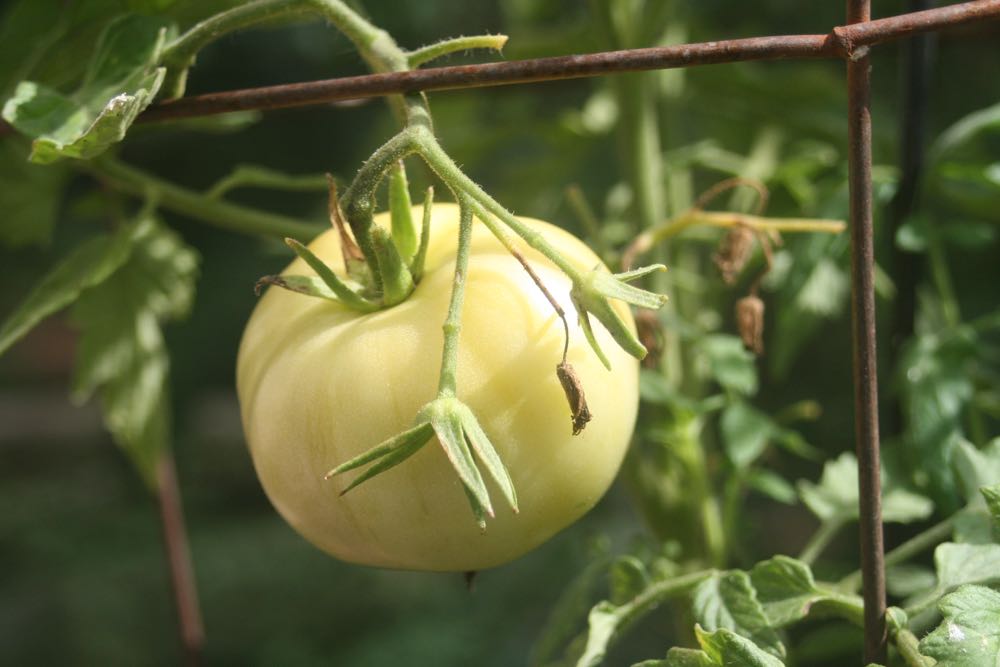 summer — Summer Gardening — Gardening Charlotte