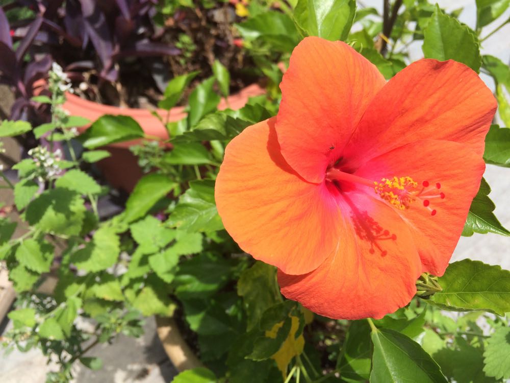 Hibiscus High — Gardening Charlotte