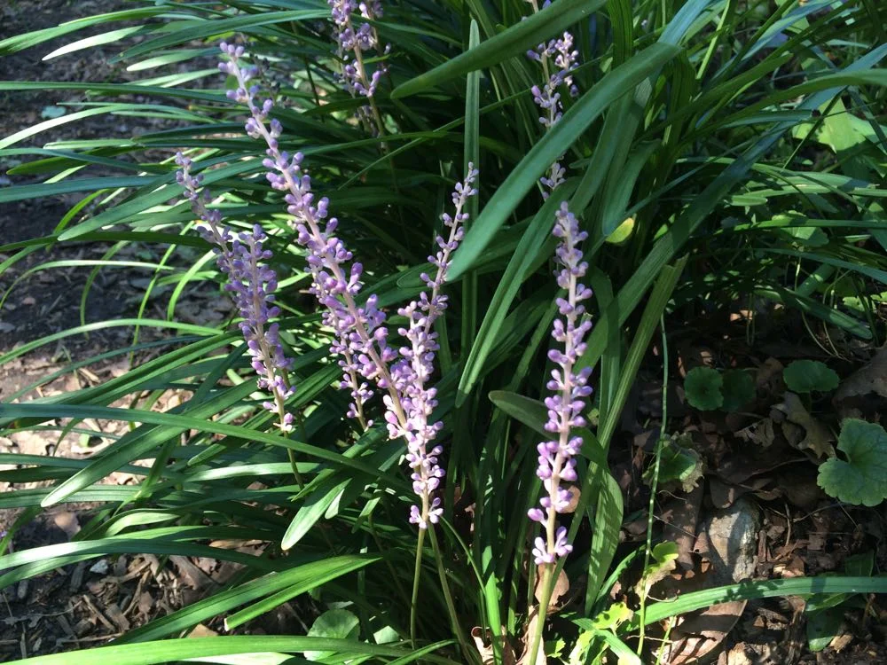 Monkey Grass Border Landscaping 15 Beautiful Ways To Use Ornamental