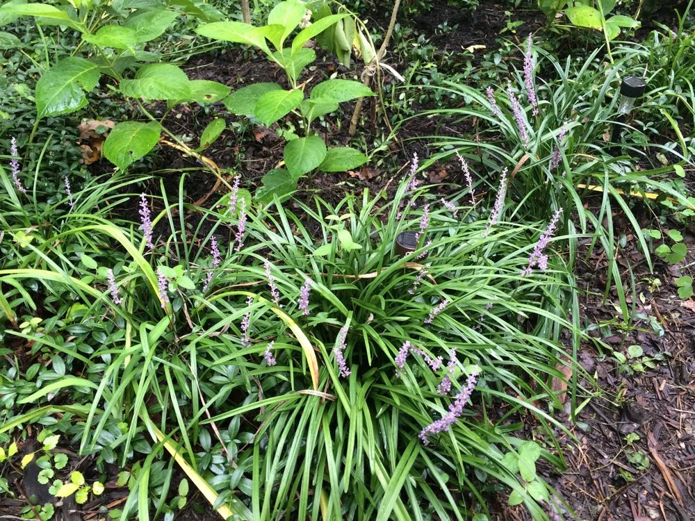 My Favorite Border Plant — Gardening Charlotte