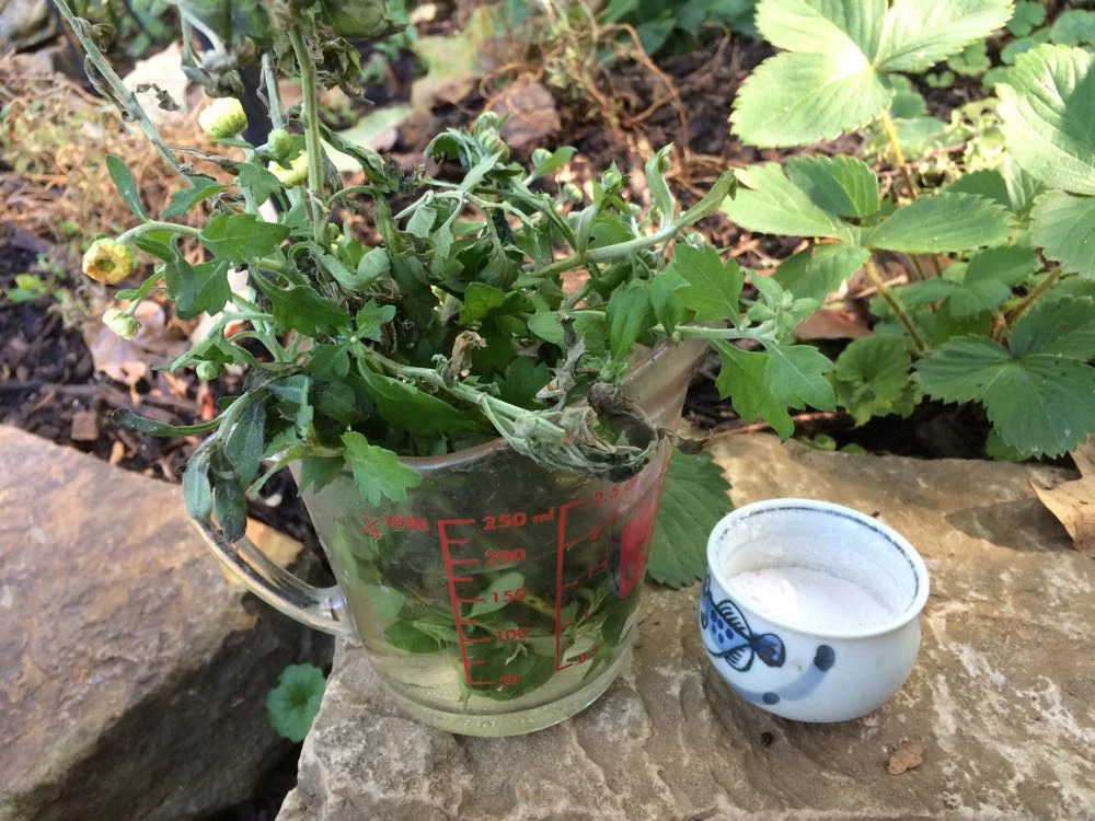 Rooting Mums — Gardening Charlotte