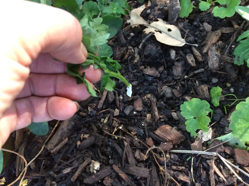 Rooting Mums — Gardening Charlotte