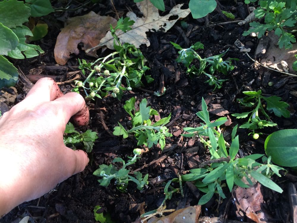 Rooting Mums — Gardening Charlotte